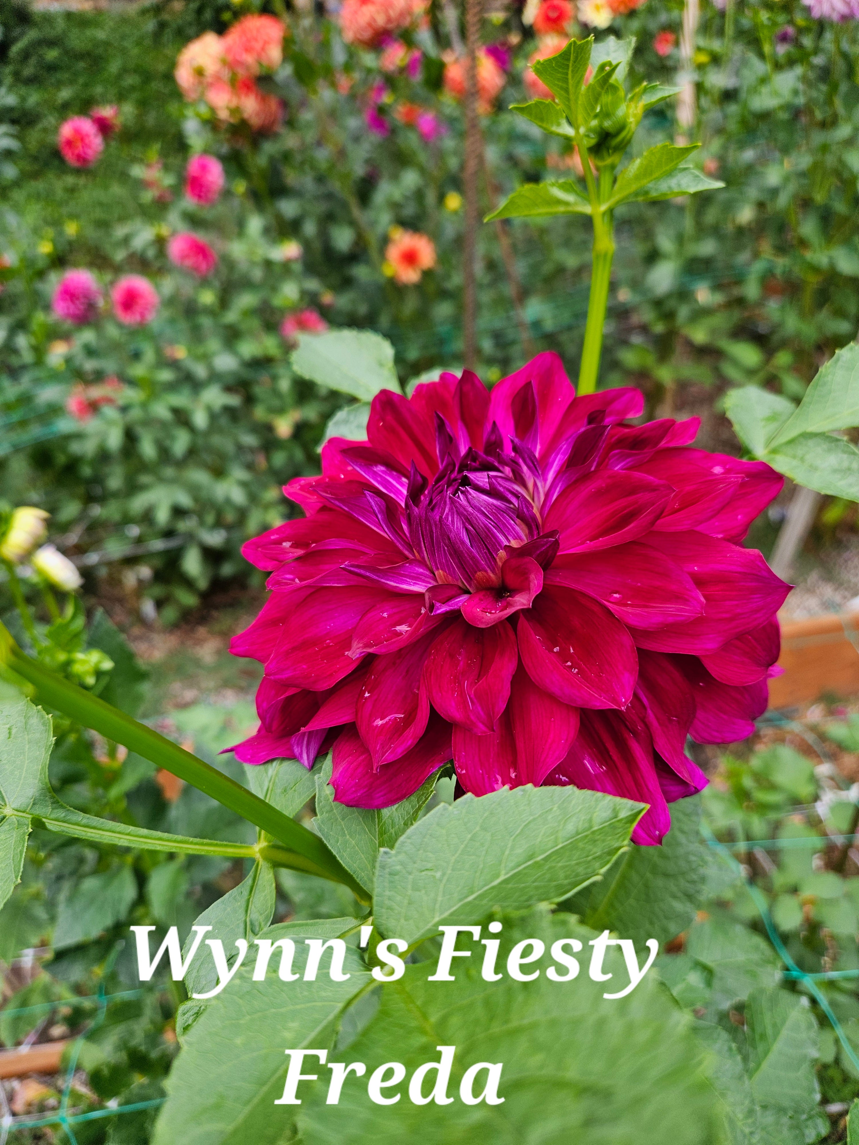 Wyn's Feisty Freda | Larks Petals and Stems