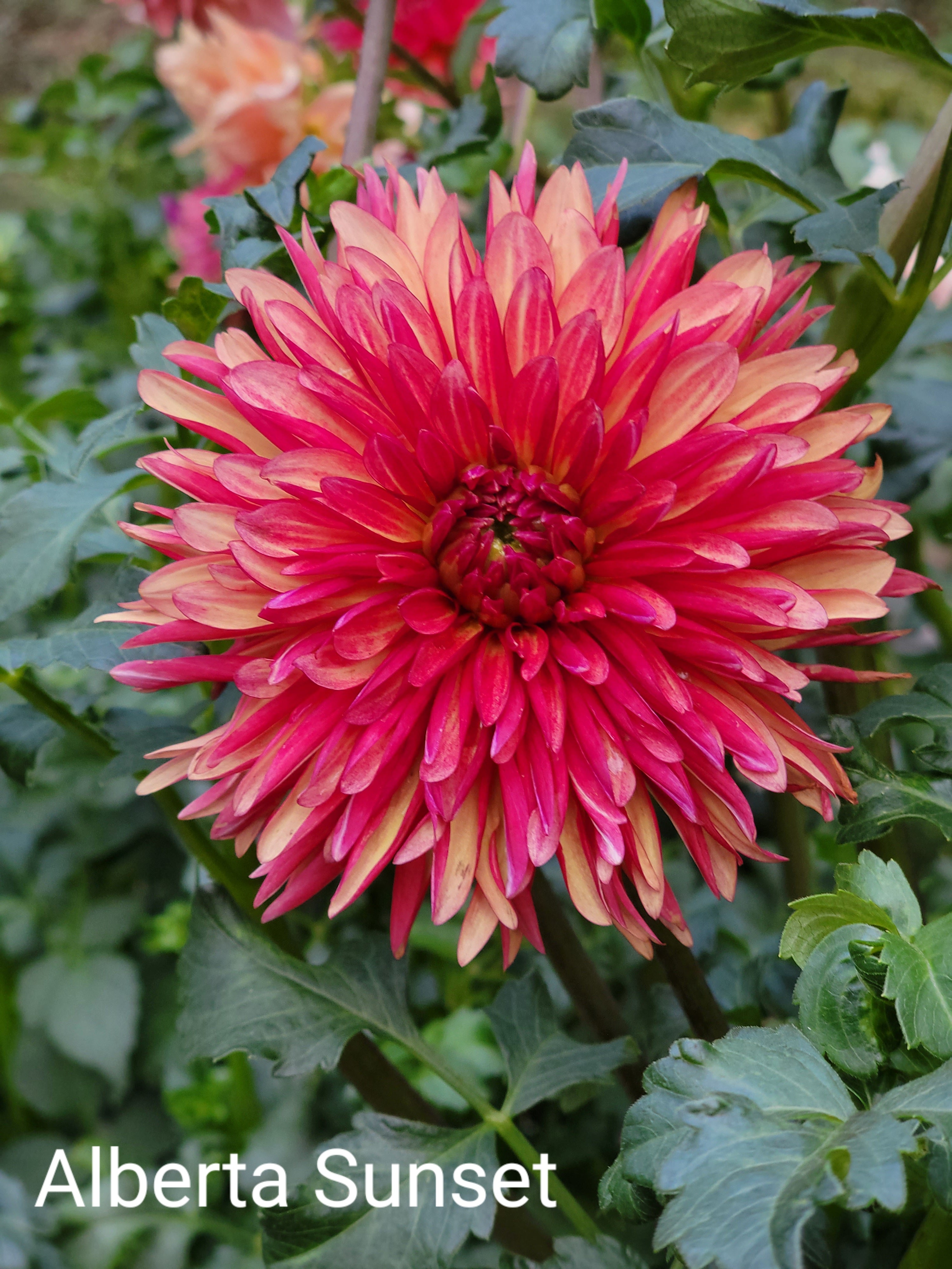 Alberta Sunset | Larks Petals and Stems