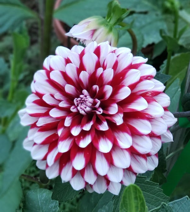 AC Fancy Dahlia Tuber | Larks Petals and Stems