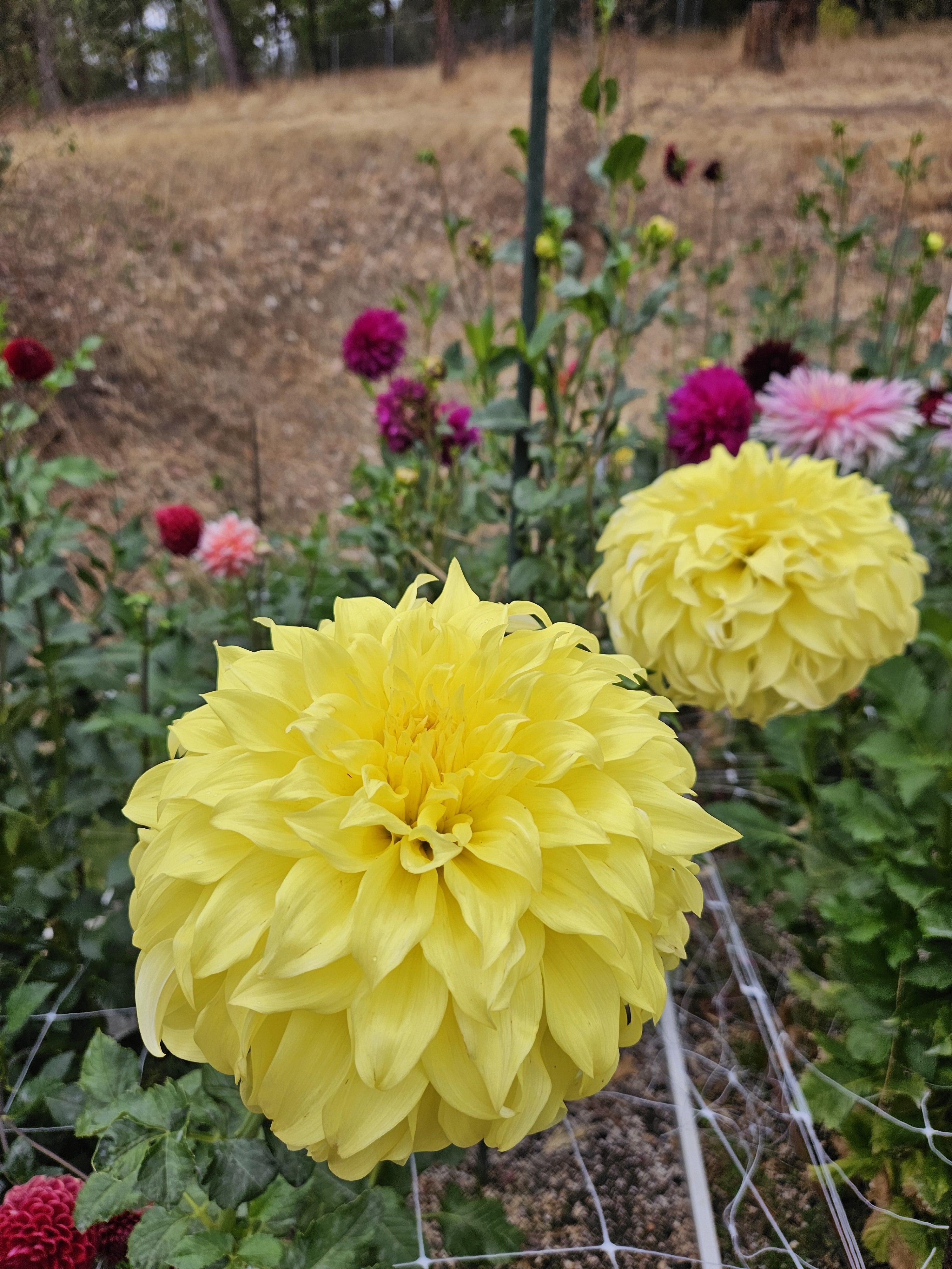 Nikitos Meggos | Larks Petals and Stems