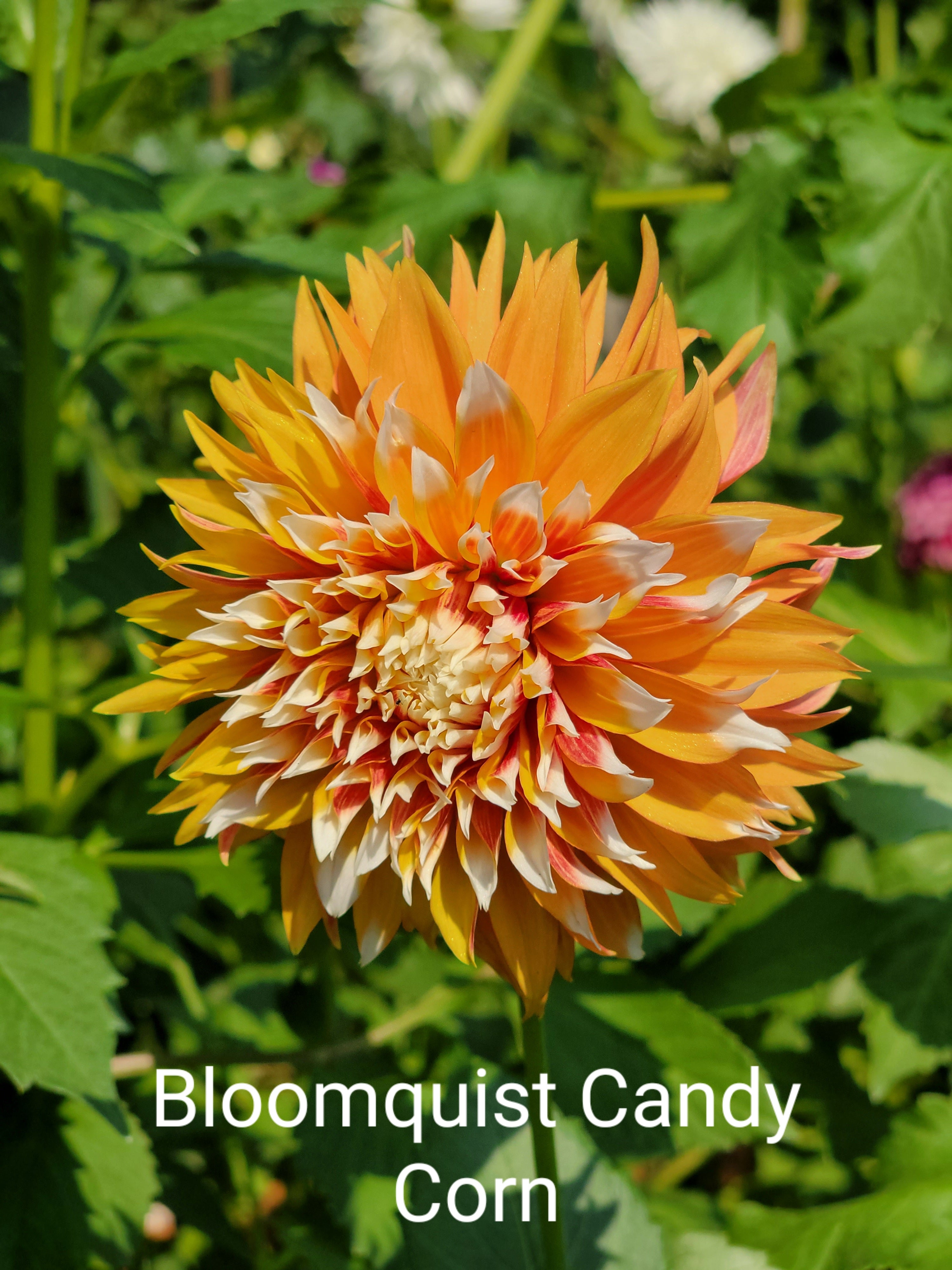 Bloomquist Candy Corn | Larks Petals and Stems